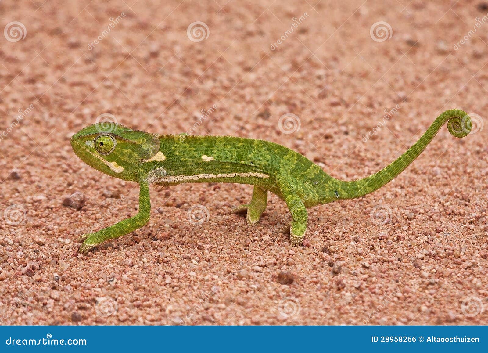 Chameleon walking on sand stock photo. Image of closeup - 28958266