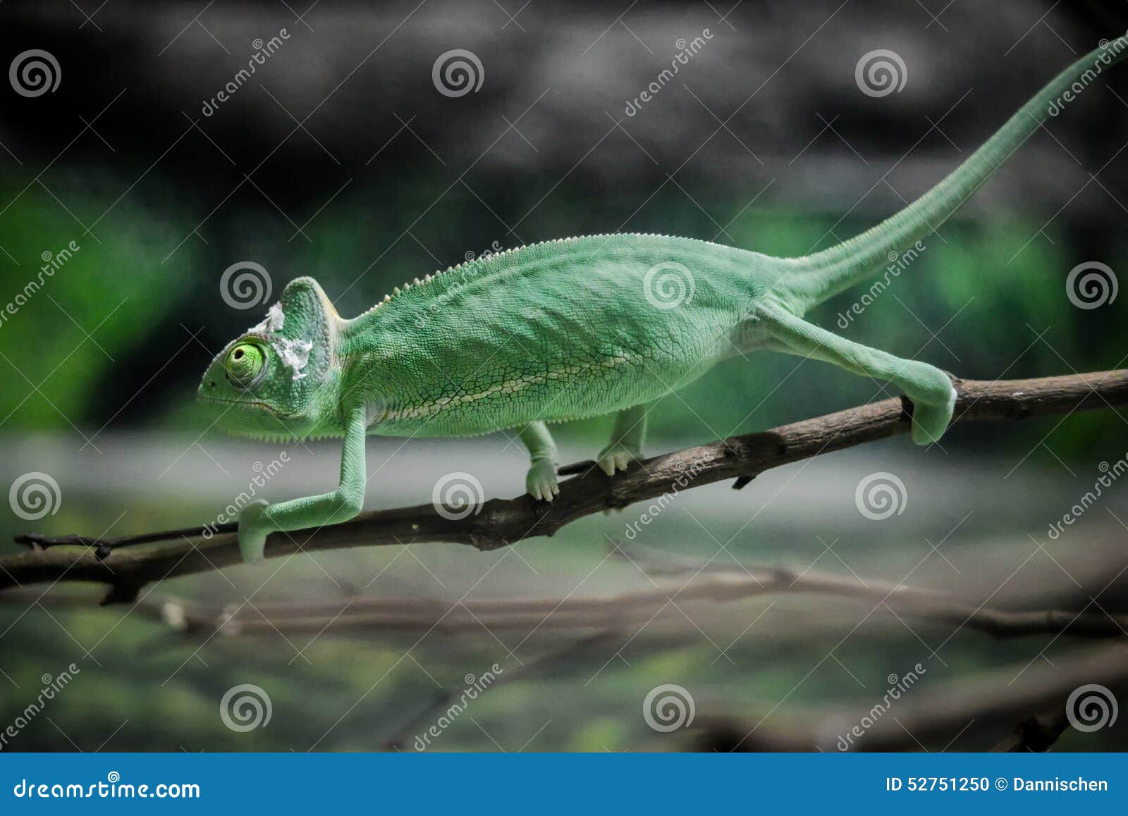 Chameleon stock photo. Image of branch, carefully, chameleon - 52751250