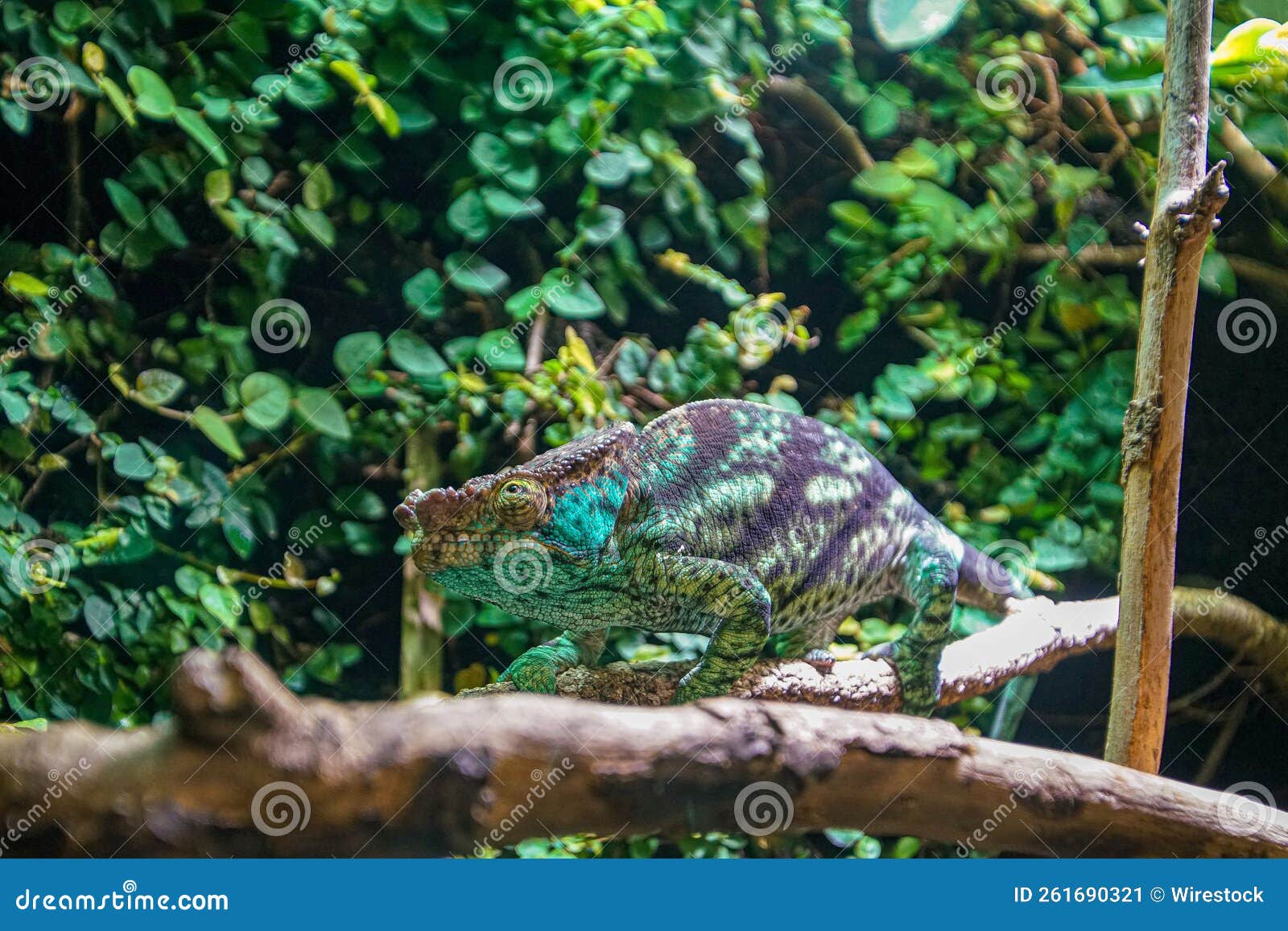 Chameleon Walking on the Tree Branch Stock Image - Image of walk ...