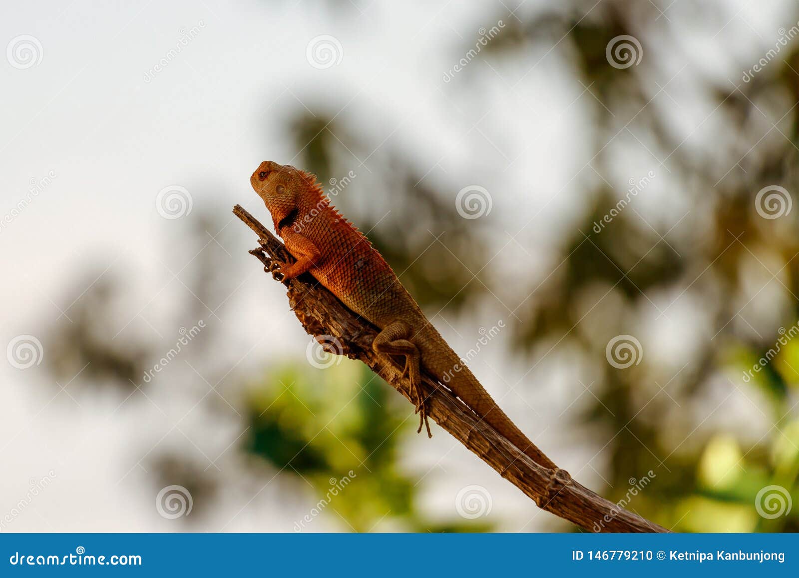 Chameleon Walking on Tree, Reptile Background, Orange Chameleon Stock ...