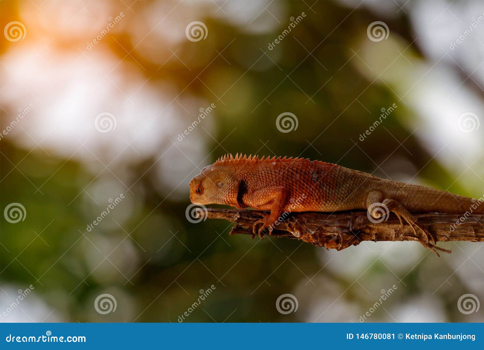 Chameleon Walking on Tree, Reptile Background, Orange Chameleon Stock ...