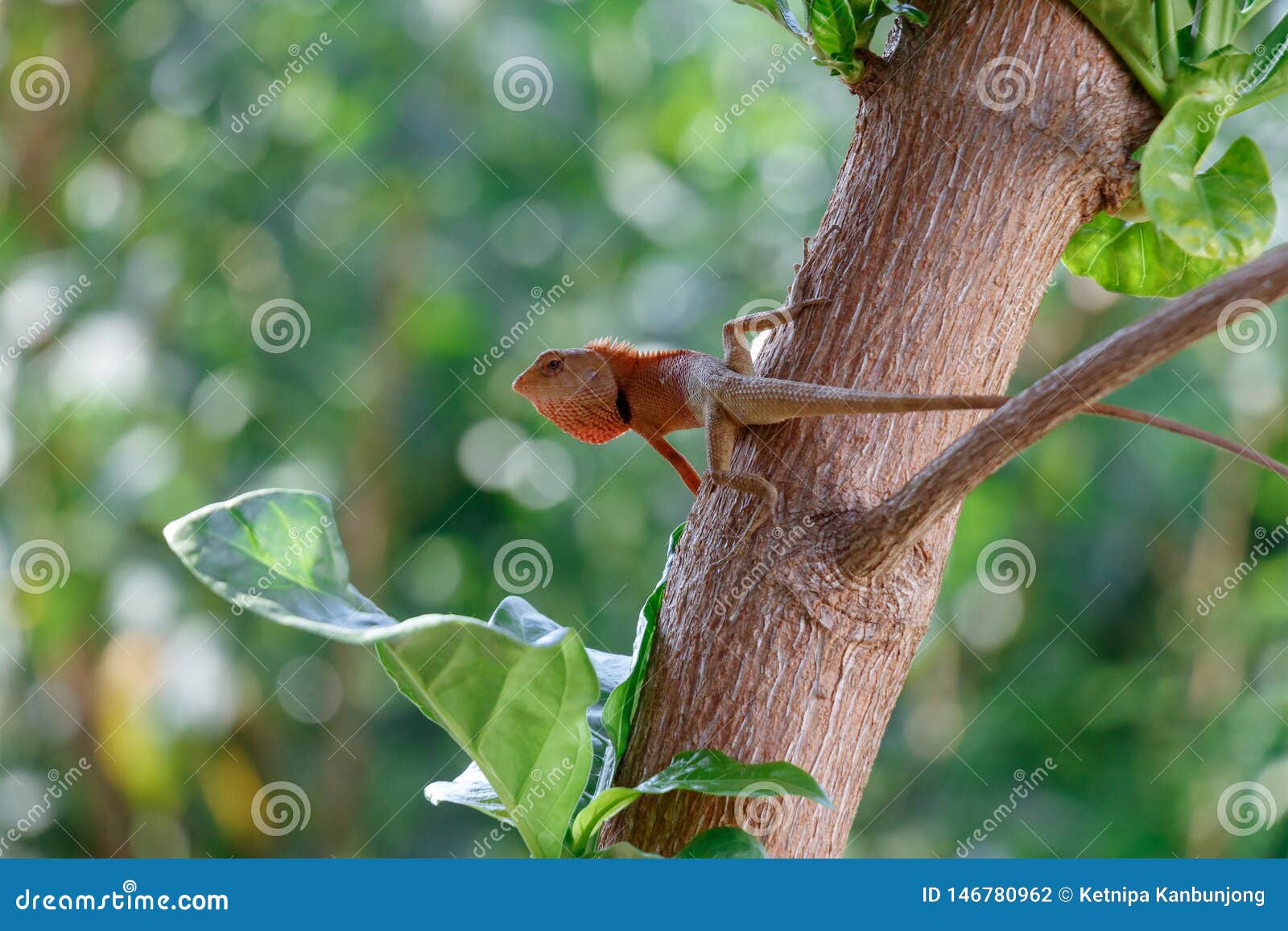 Chameleon Walking on Tree, Reptile Background, Orange Chameleon Stock ...