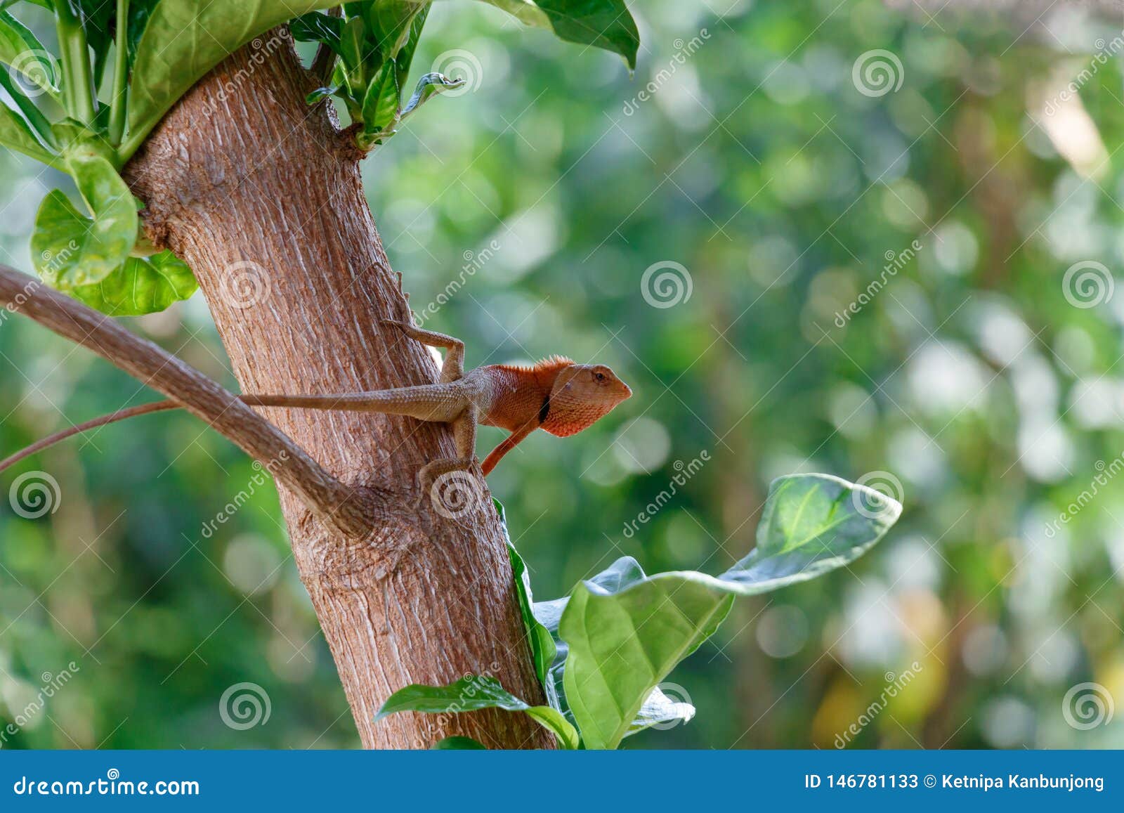 Chameleon Walking on Tree, Reptile Background, Orange Chameleon Stock ...