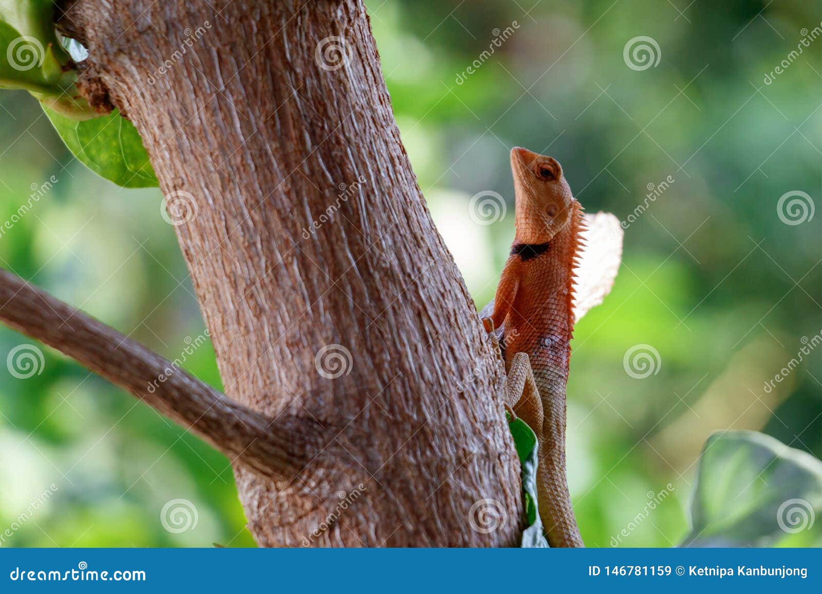 Chameleon Walking on Tree, Reptile Background, Orange Chameleon Stock ...