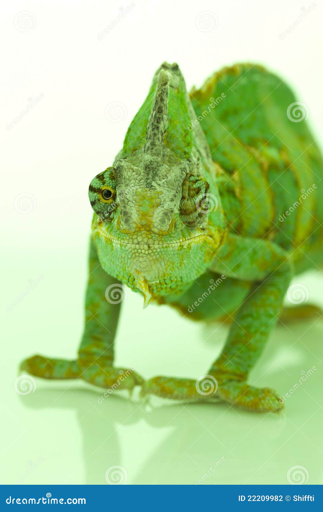 Chameleon on White Background Stock Photo - Image of background, color ...