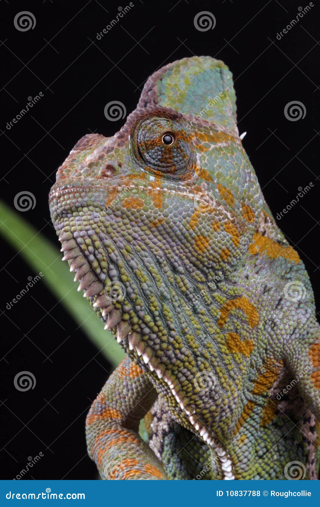 Chameleon - Yemen stock photo. Image of texture, skin - 10837788