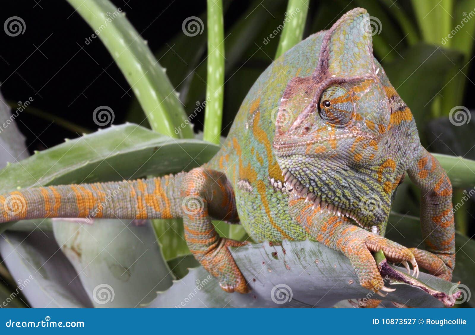 Chameleon - Yemen stock image. Image of lizard, cold - 10873527