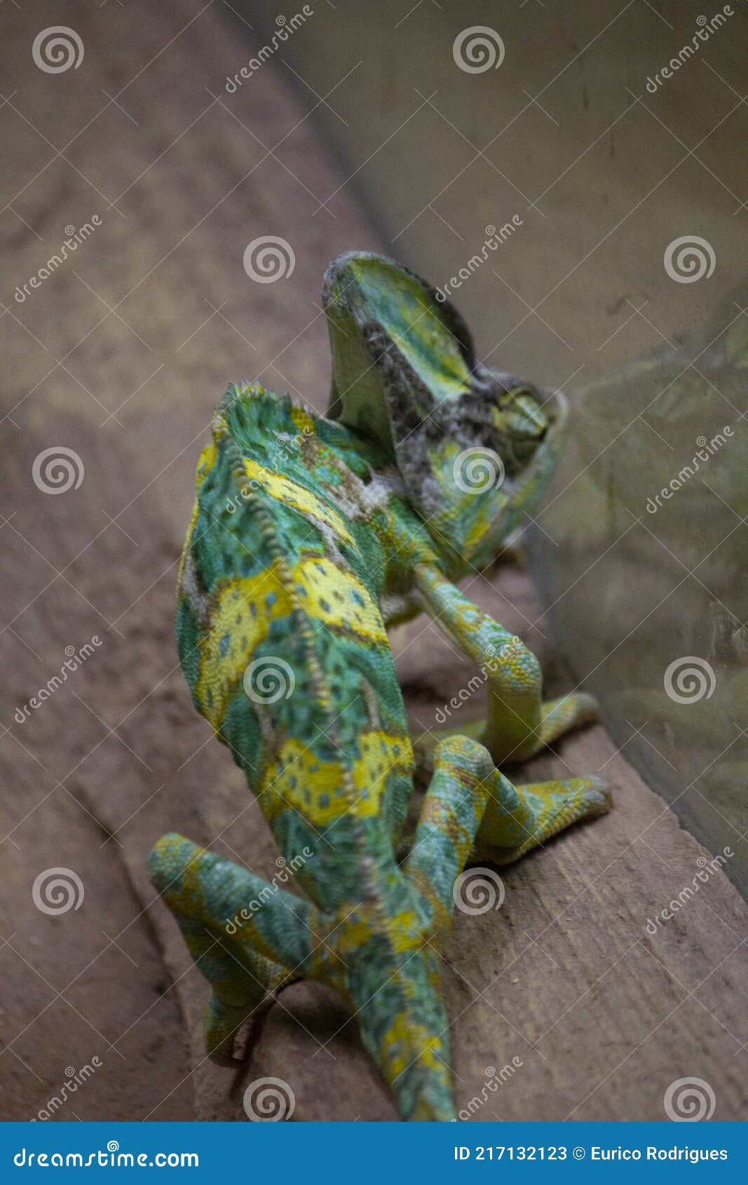 Chameleon, Stereoscopic Vision, Turquoise Blue and Purple Stock Image ...