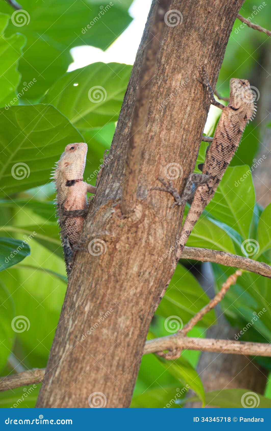 Chameleons in a tree stock photo. Image of wildlife, animal - 34345718