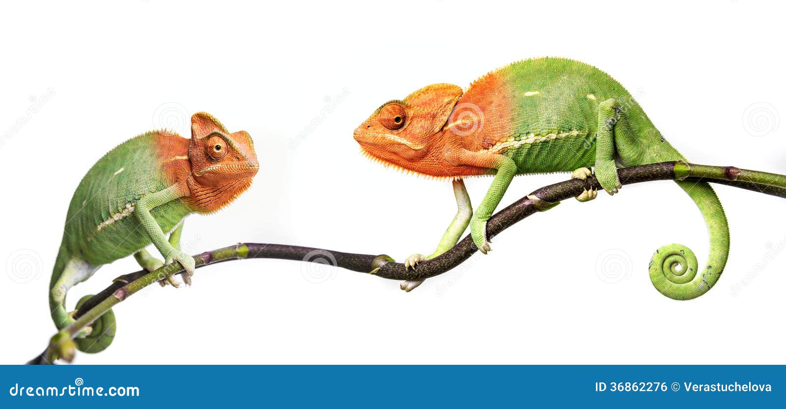 Chameleons stock photo. Image of plant, baby, close, calyptratus - 36862276