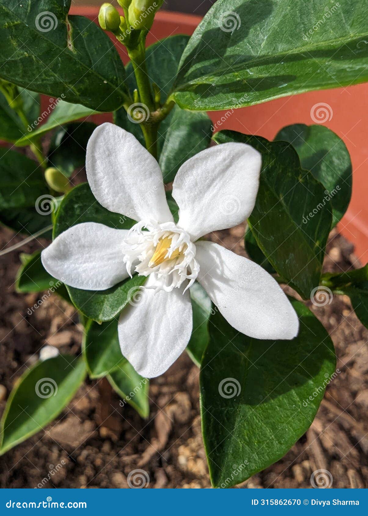 Chameli or Jasmine Flower Close-up Stock Photo - Image of wildflower ...