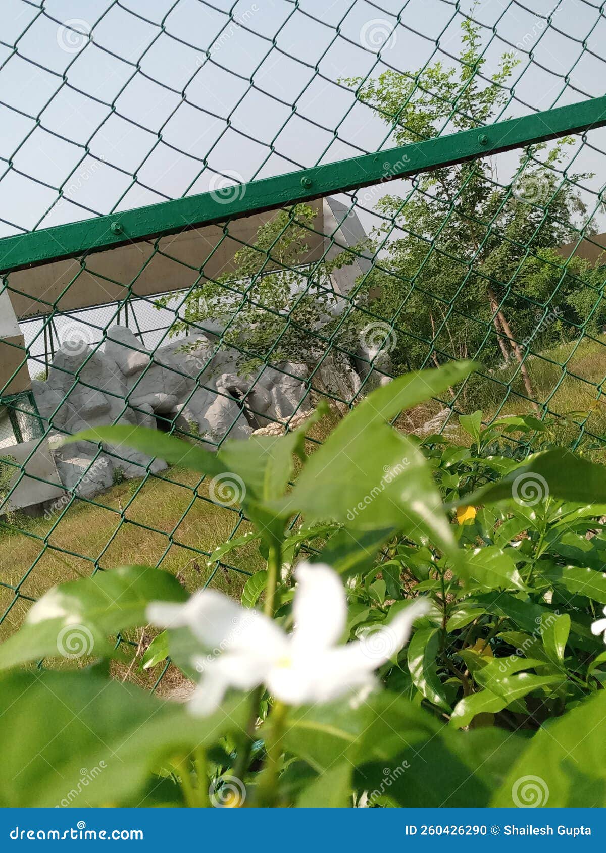 Chameli ka phool stock photo. Image of lawn, grass, shrub - 260426290