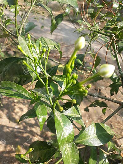 Chameli Plants Tree Effective Thems Stock Image - Image of thems, tree ...