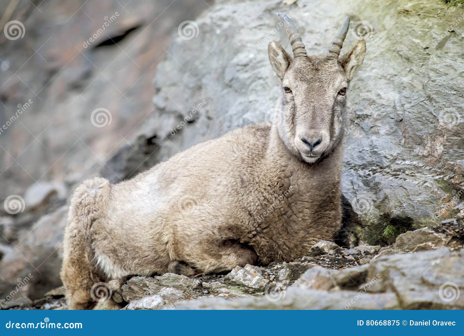 Chamois Animal stock image. Image of goat, horn, single - 80668875