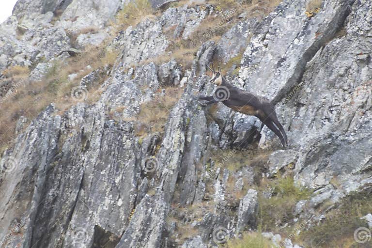 Chamois Jumping from a Rock on the Alps Stock Photo - Image of european ...