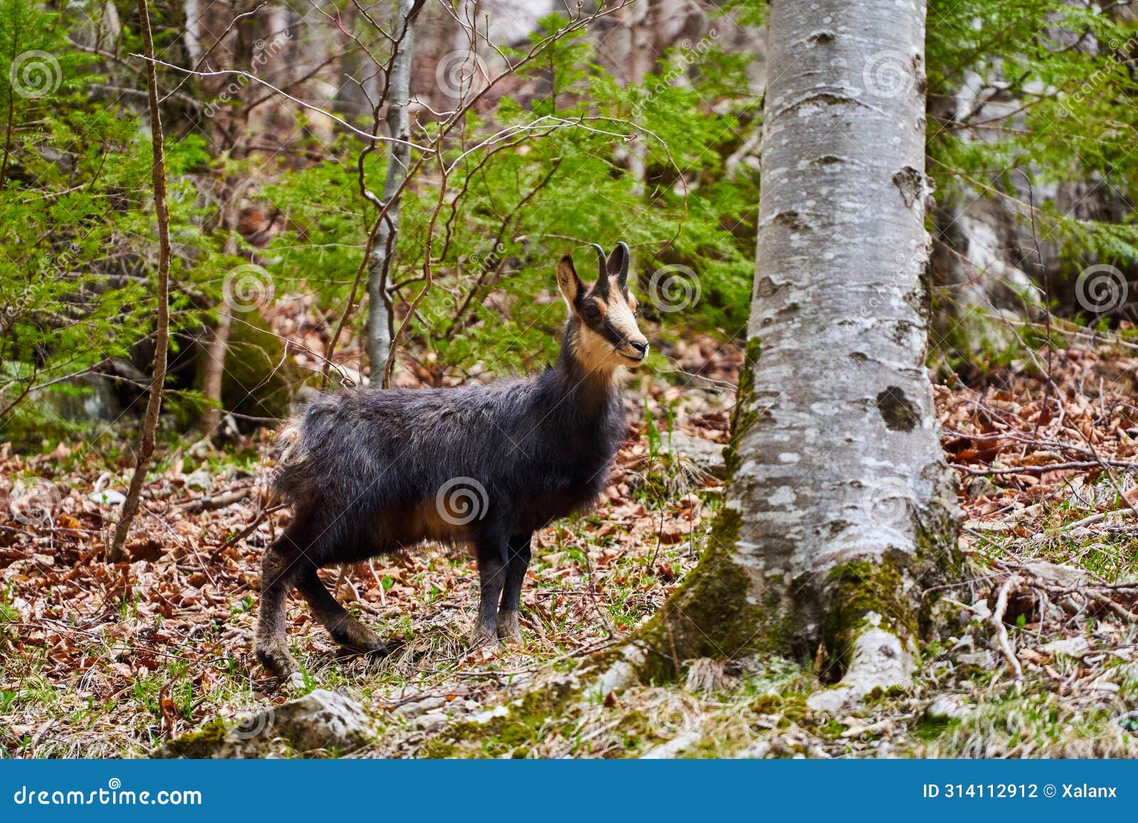 Chamois Mountain Goat on a Cliff Stock Photo - Image of goat, summer ...
