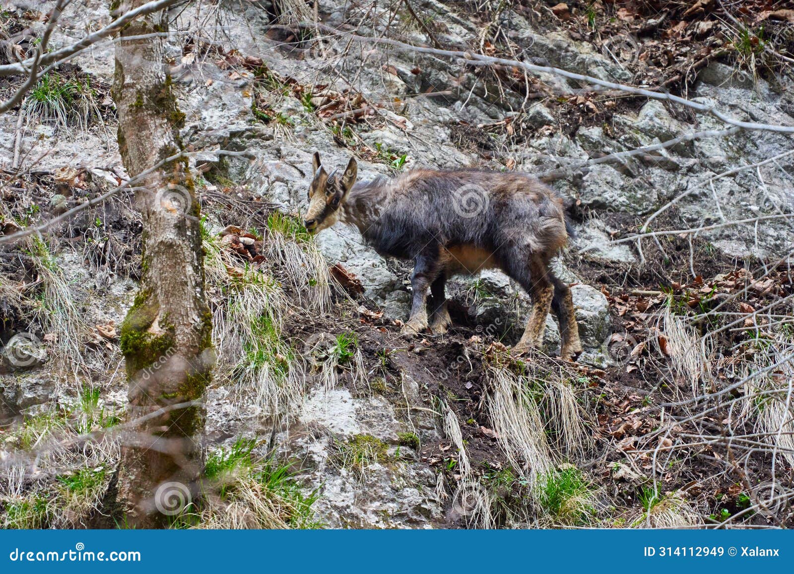 Chamois Mountain Goat on a Cliff Stock Image - Image of tree, high ...