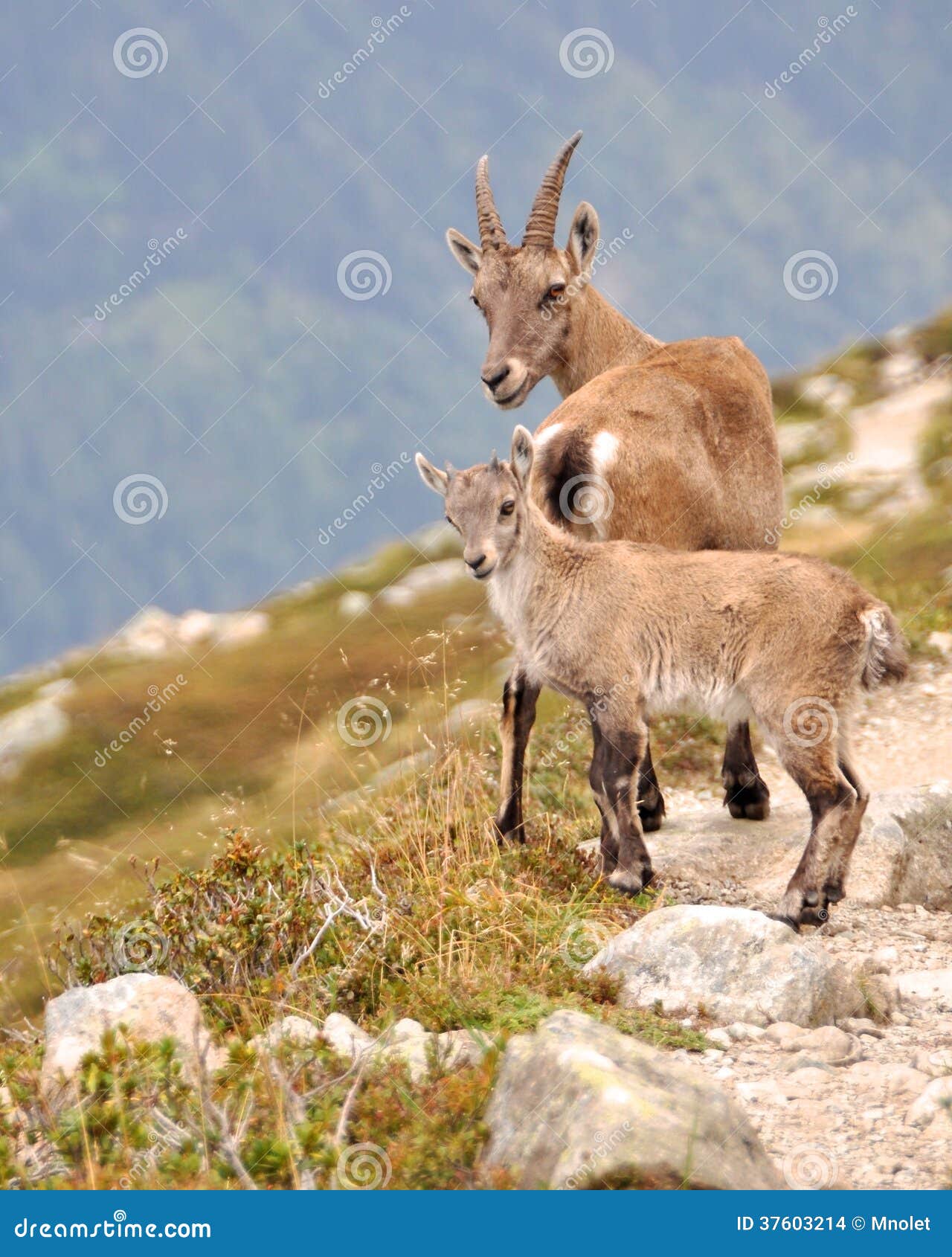 Chamois near Chamonix stock photo. Image of alps, french - 37603214