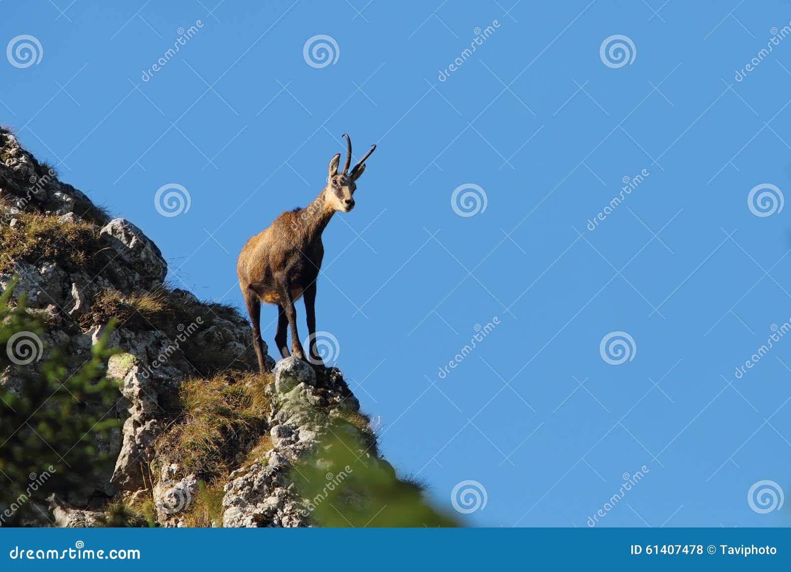 Chamois on Top of Mountain Ridge Stock Photo - Image of natural, range ...