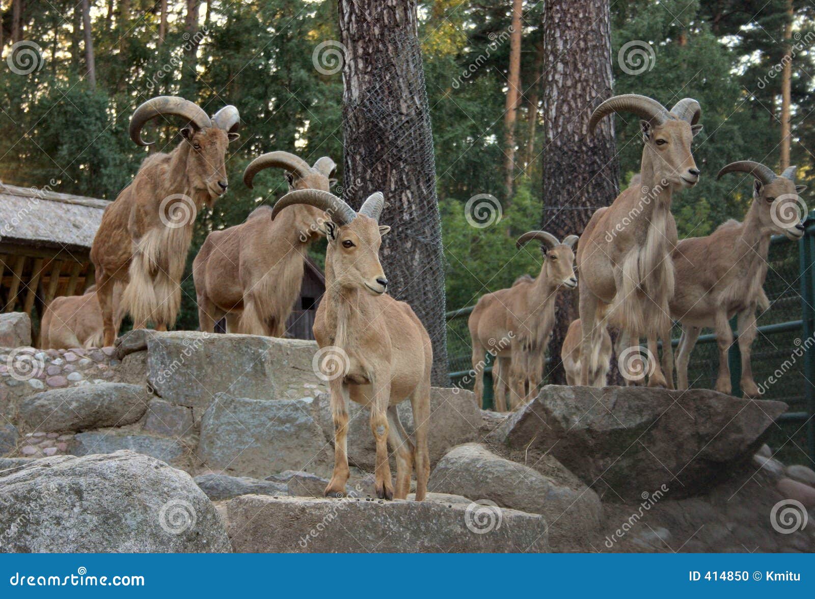 Chamoises stock photo. Image of mammals, rock, gathering - 414850