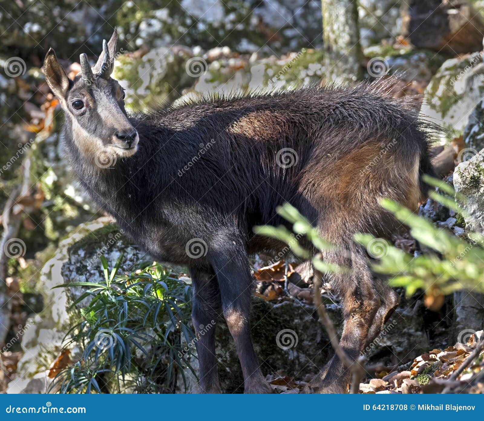 Chamoix foto de stock. Imagem de ambiente, animal, fauna - 64218708