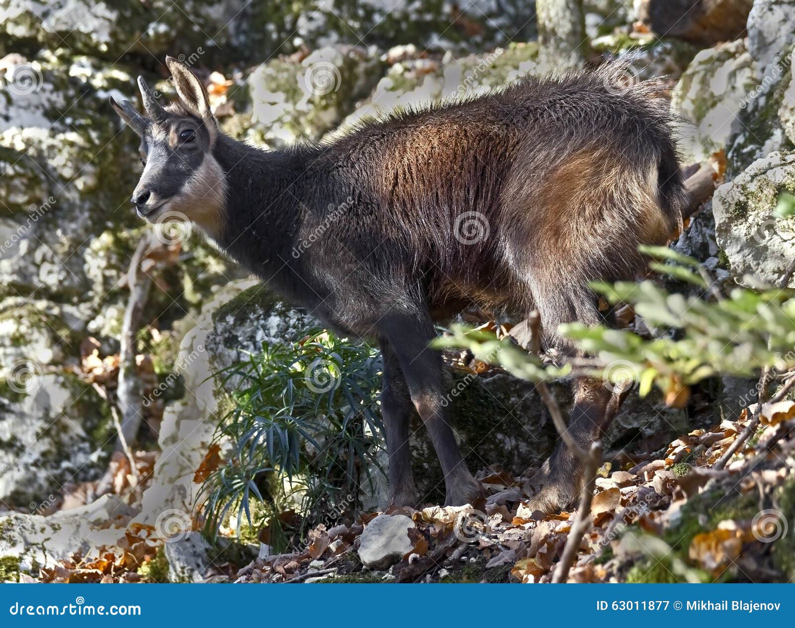 Chamoix 1 stock image. Image of jump, zoology, animal - 63011877