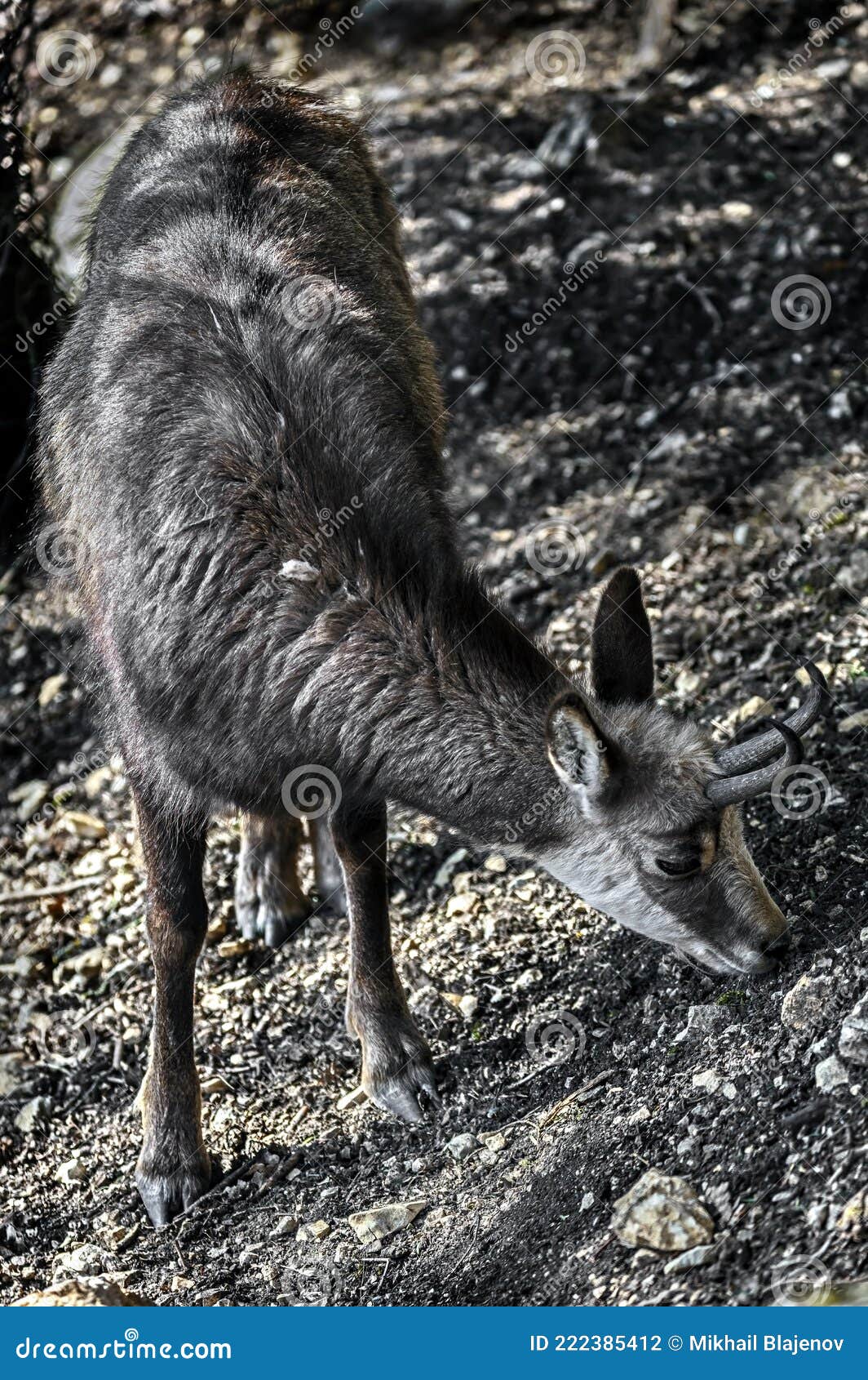 Chamoix 4 stock photo. Image of wildlife, species, jump - 222385412