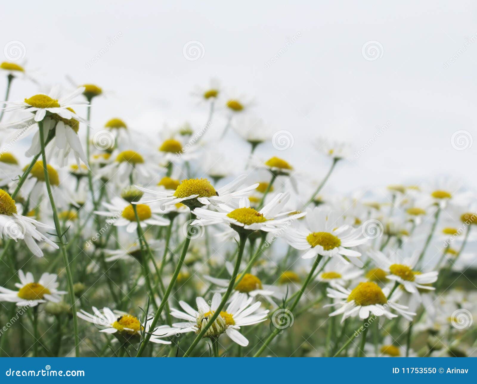 Chamomile stock photo. Image of large, group, blooming - 11753550