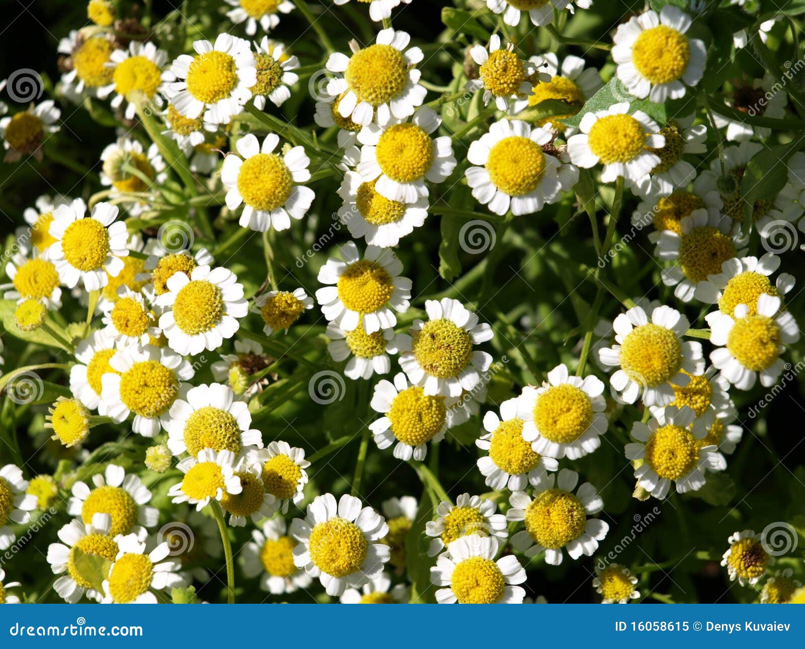 Chamomile stock image. Image of yellow, green, peaceful - 16058615