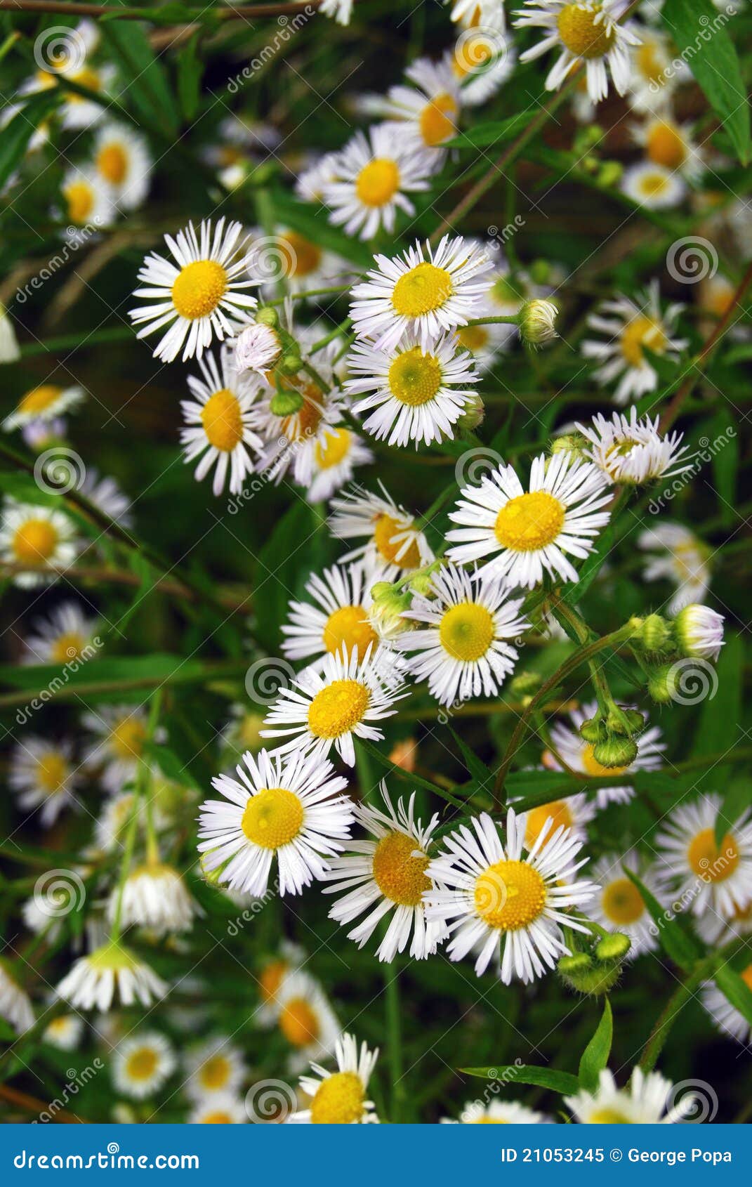 Chamomile stock image. Image of herbal, flower, herb - 21053245