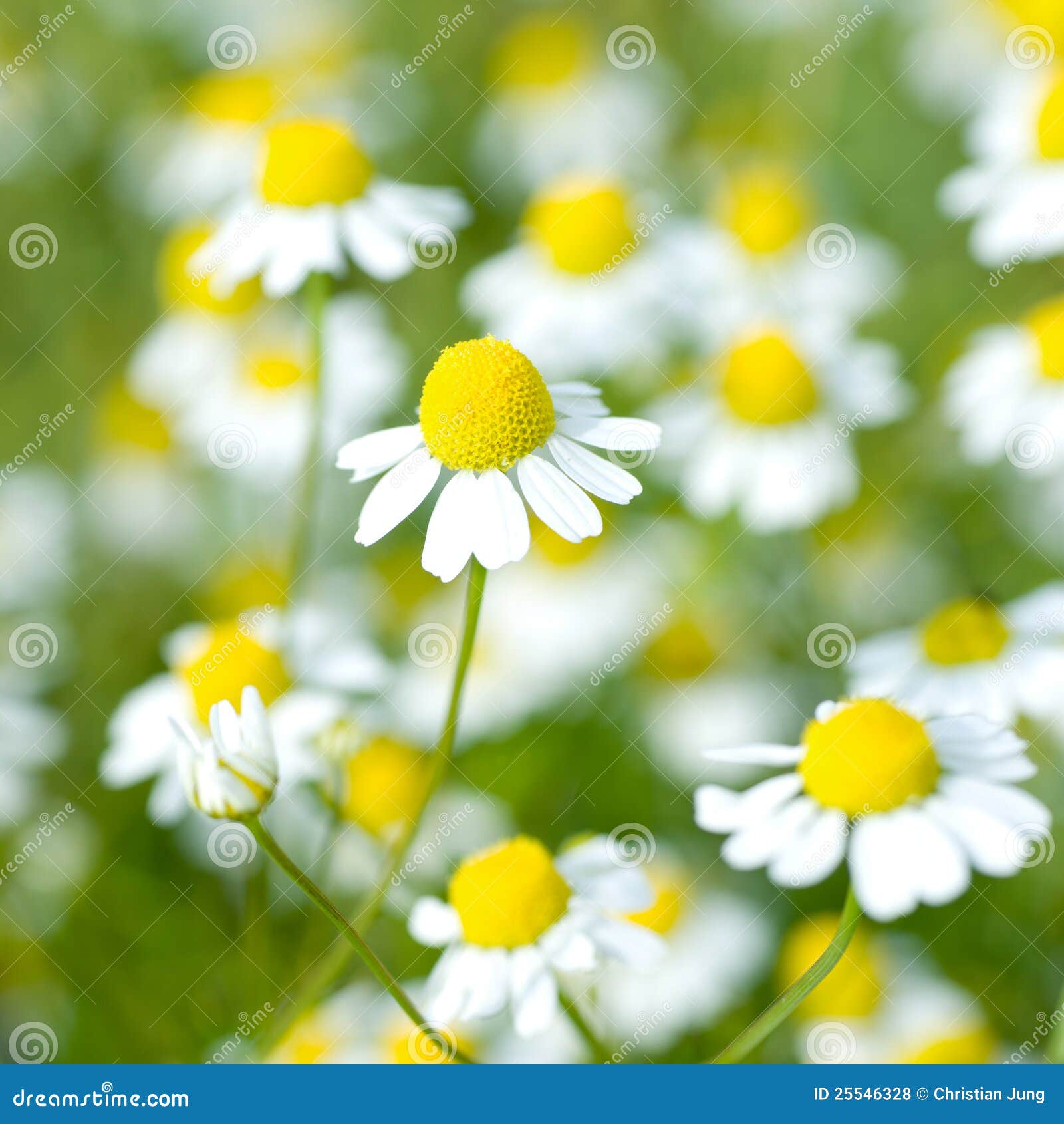 Chamomile stock photo. Image of chamomile, nature, flavor - 25546328