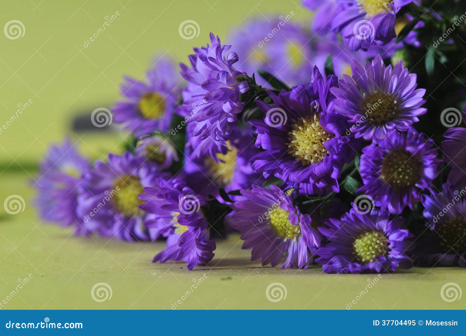 Chamomile stock image. Image of small, luxury, romantic - 37704495