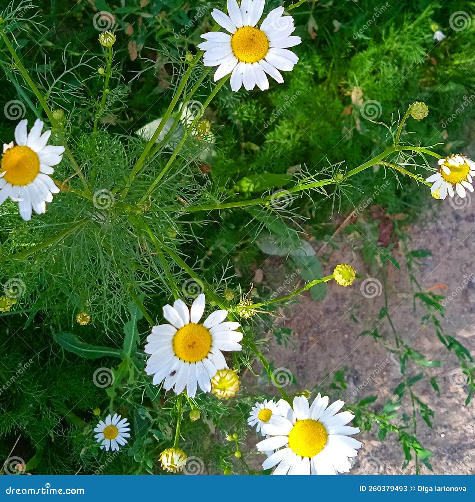 Chamomile Bush Grows among the Grass. Stock Image - Image of grows, flowers: 260379493