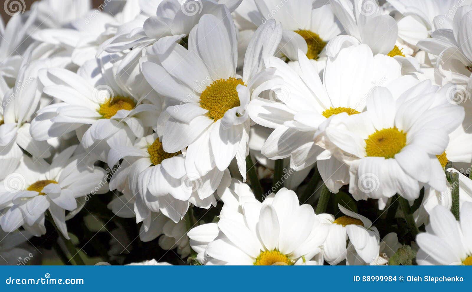 Chamomile - Camomile Flower Bouquet, Close Up View Stock Photo - Image ...