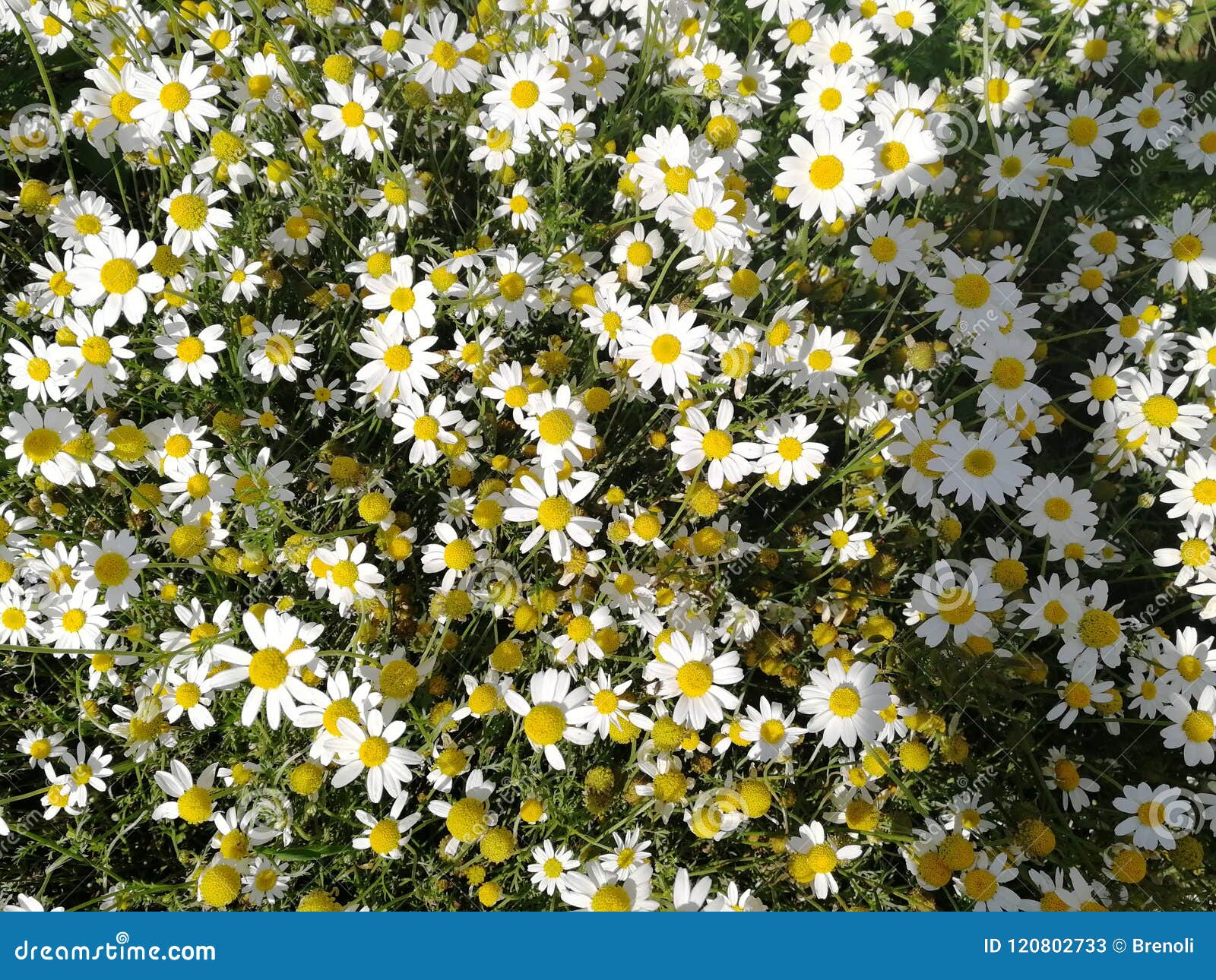 Chamomile stock illustration. Illustration of beautiful - 120802733