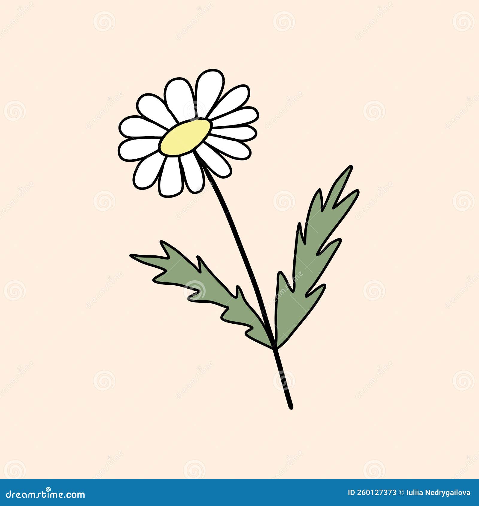 Chamomile or Daisy Flower, Doodle Style Flat Vector Stock Vector ...