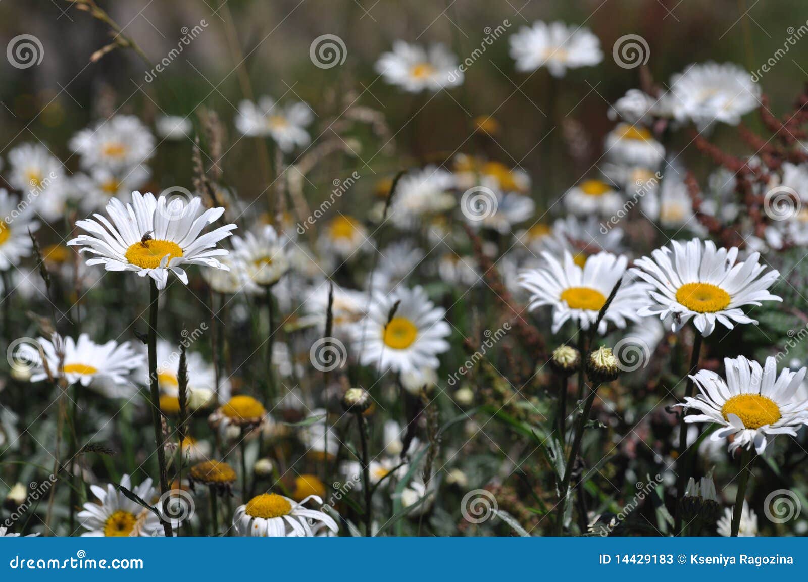 Chamomile field stock image. Image of grow, environment - 14429183