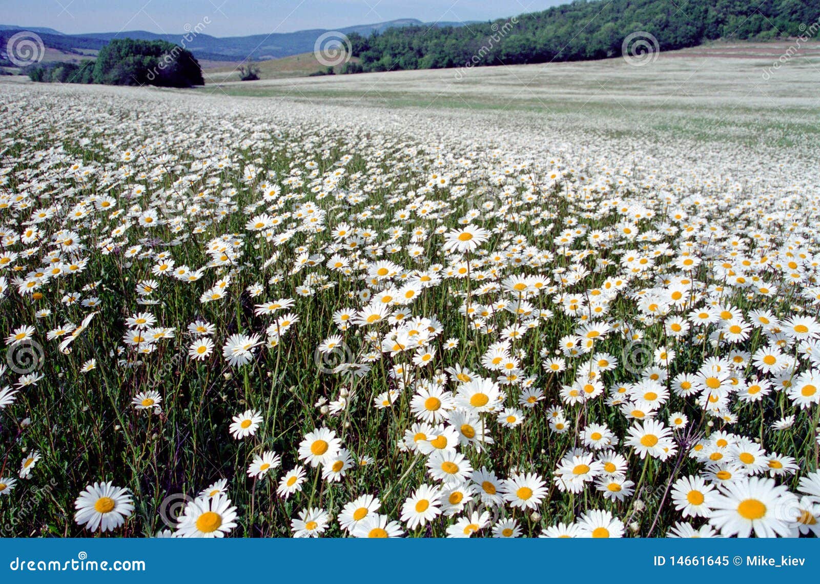 Chamomile field stock image. Image of grass, beauty, landscape - 14661645