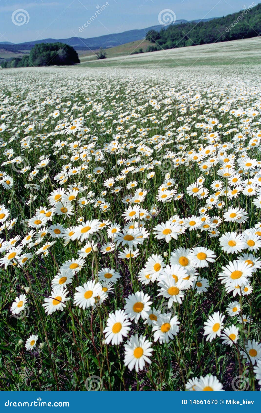 Chamomile field stock photo. Image of white, herbal, wildflower - 14661670