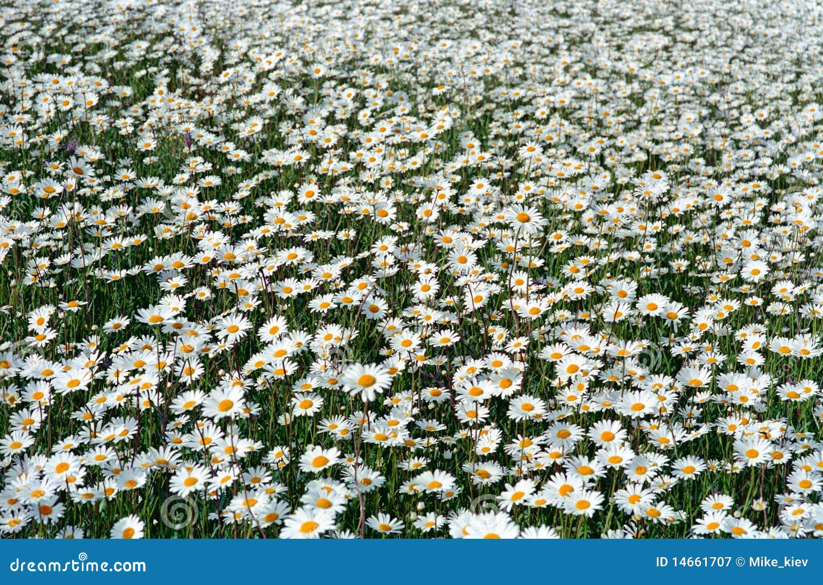 Chamomile field stock image. Image of healthcare, idyllic - 14661707