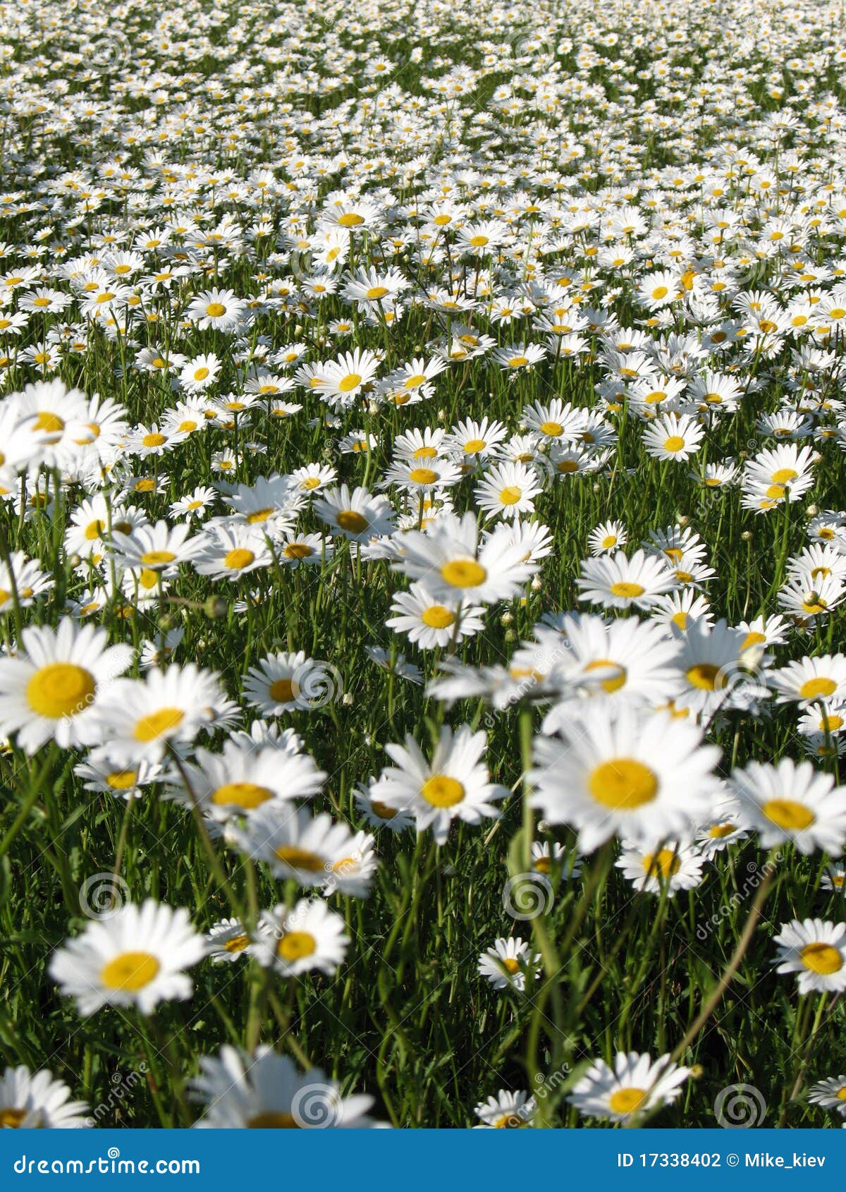 Chamomile field stock photo. Image of plant, spring, floral - 17338402