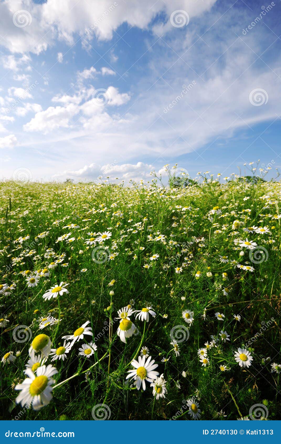 Chamomile field stock photo. Image of vertical, green - 2740130