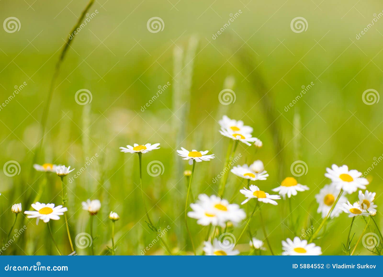 Chamomile field stock photo. Image of beauty, beautiful - 5884552