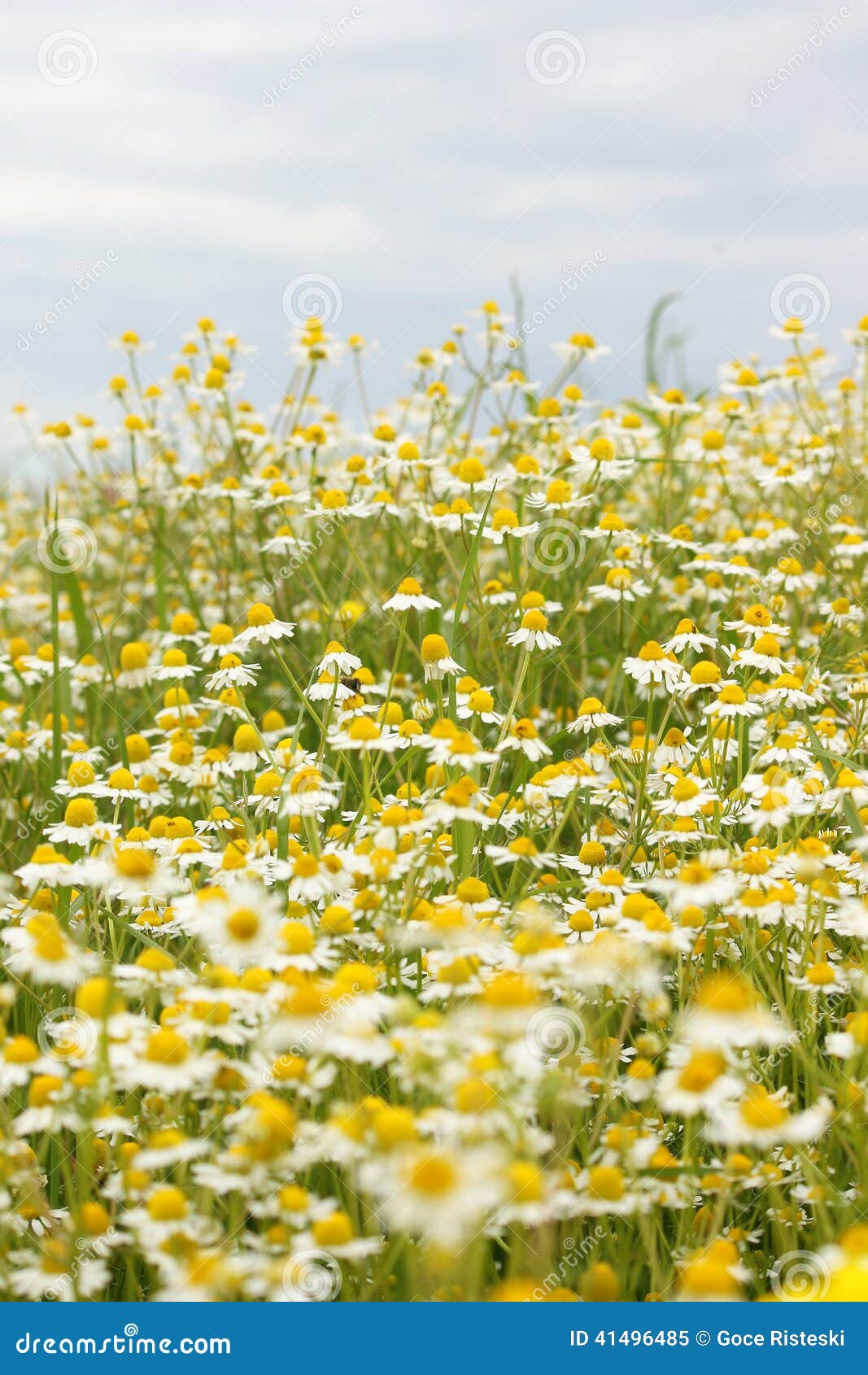 Chamomile field landscape stock image. Image of flower - 41496485