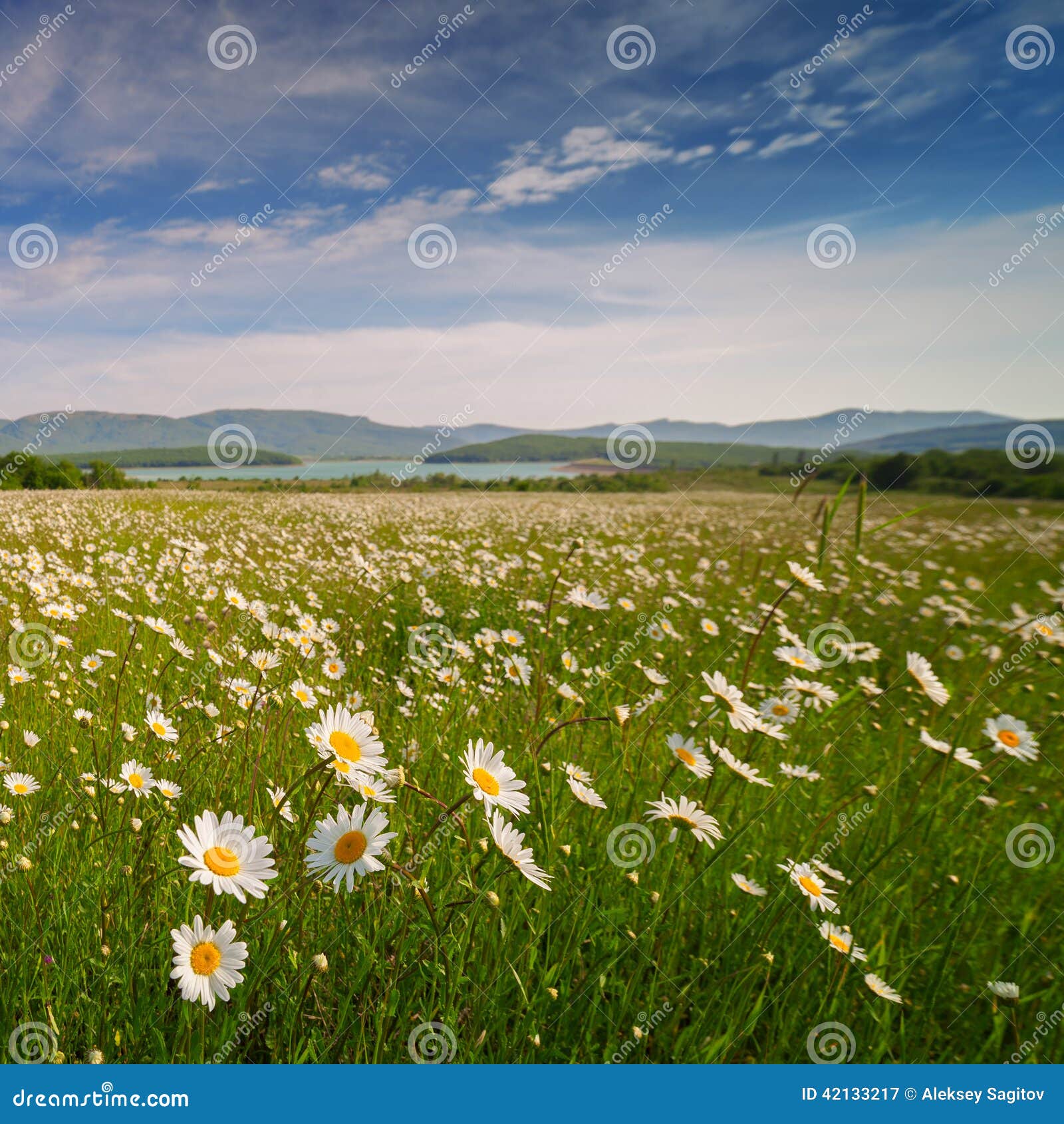 Chamomile field stock image. Image of cloudy, green, blossom - 42133217