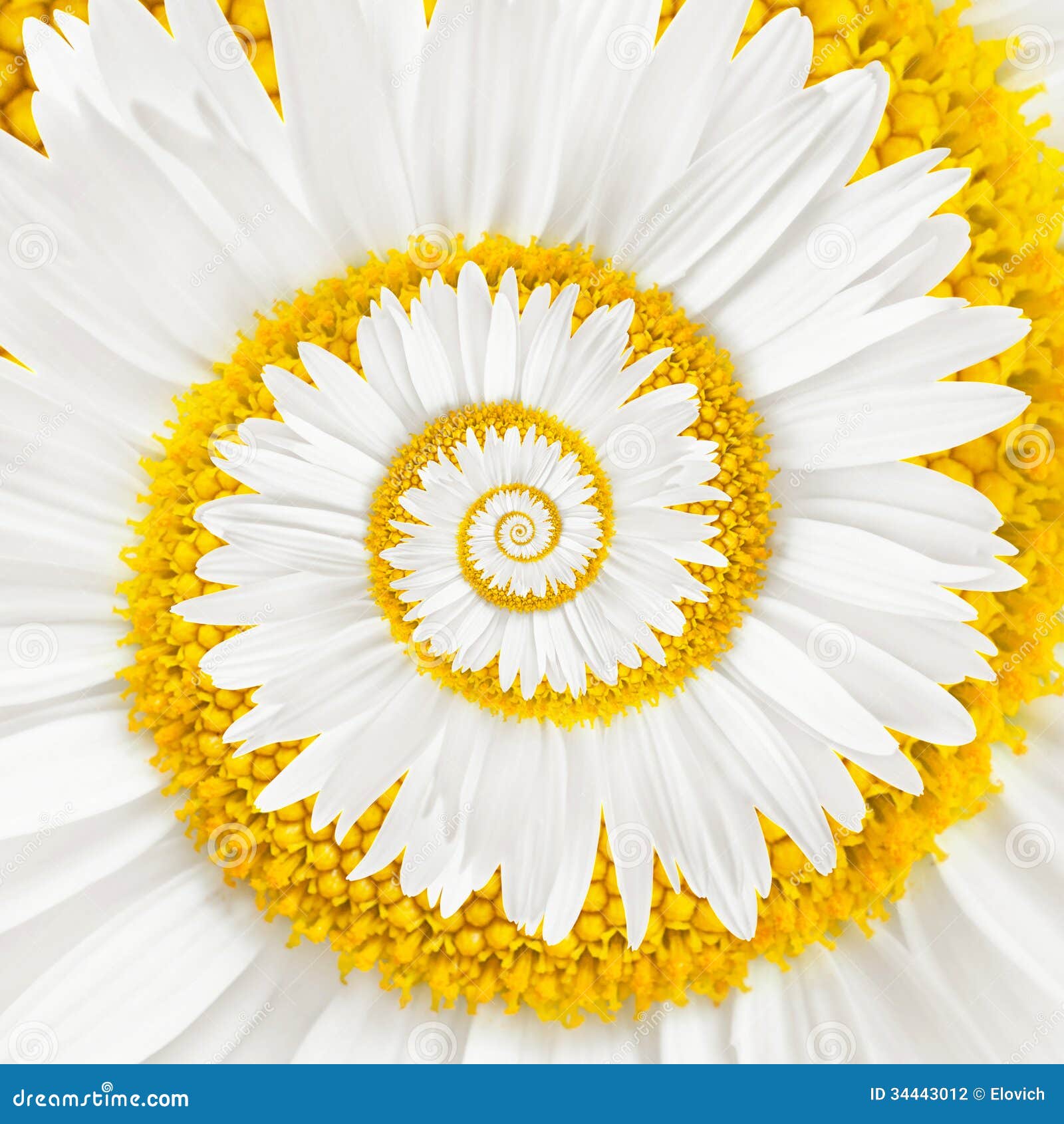 Chamomile Flower Infinity Spiral Stock Photo - Image of clipping, path ...