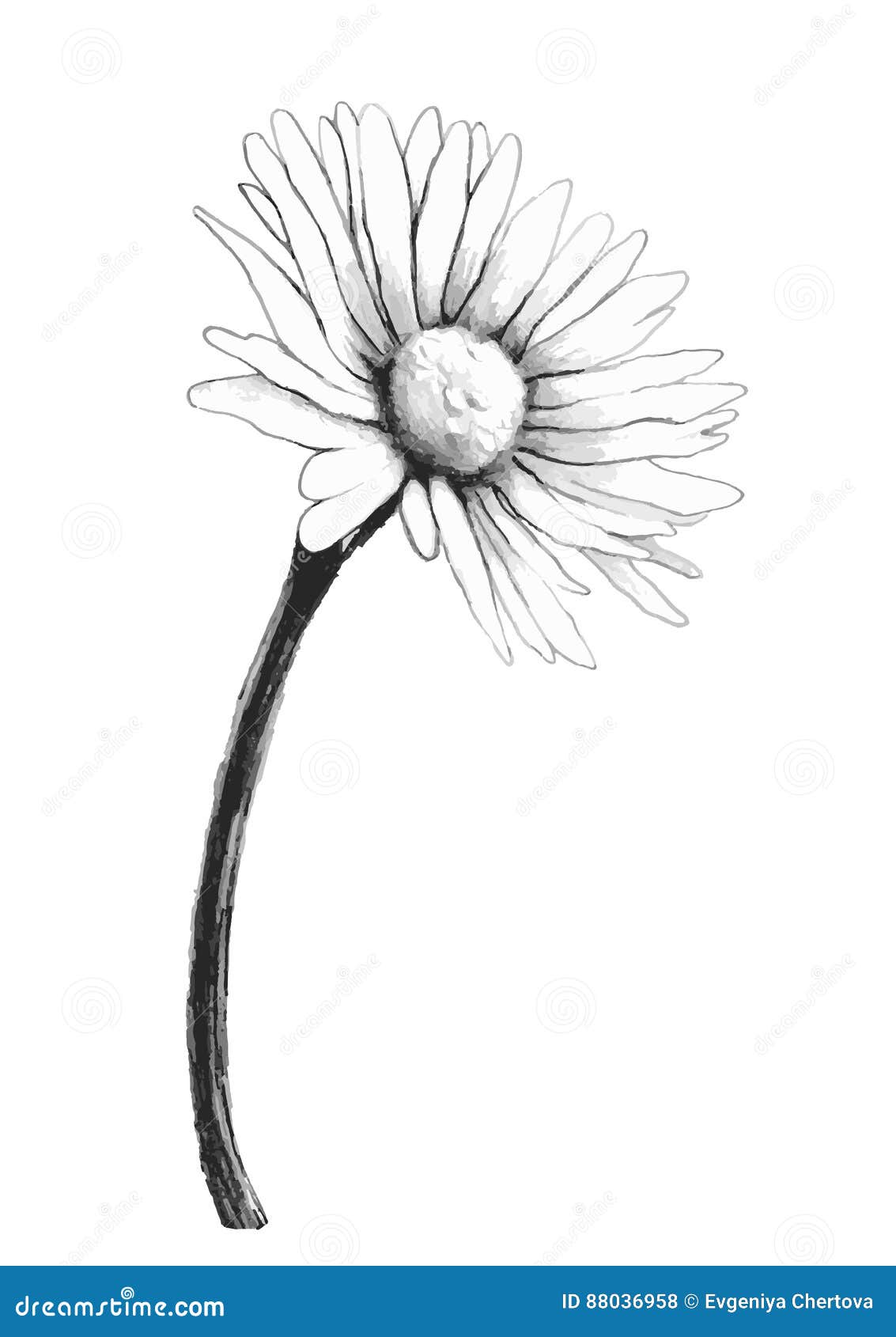 Chamomile Flower Sketch, Vector Hand Drawing Stock Vector ...