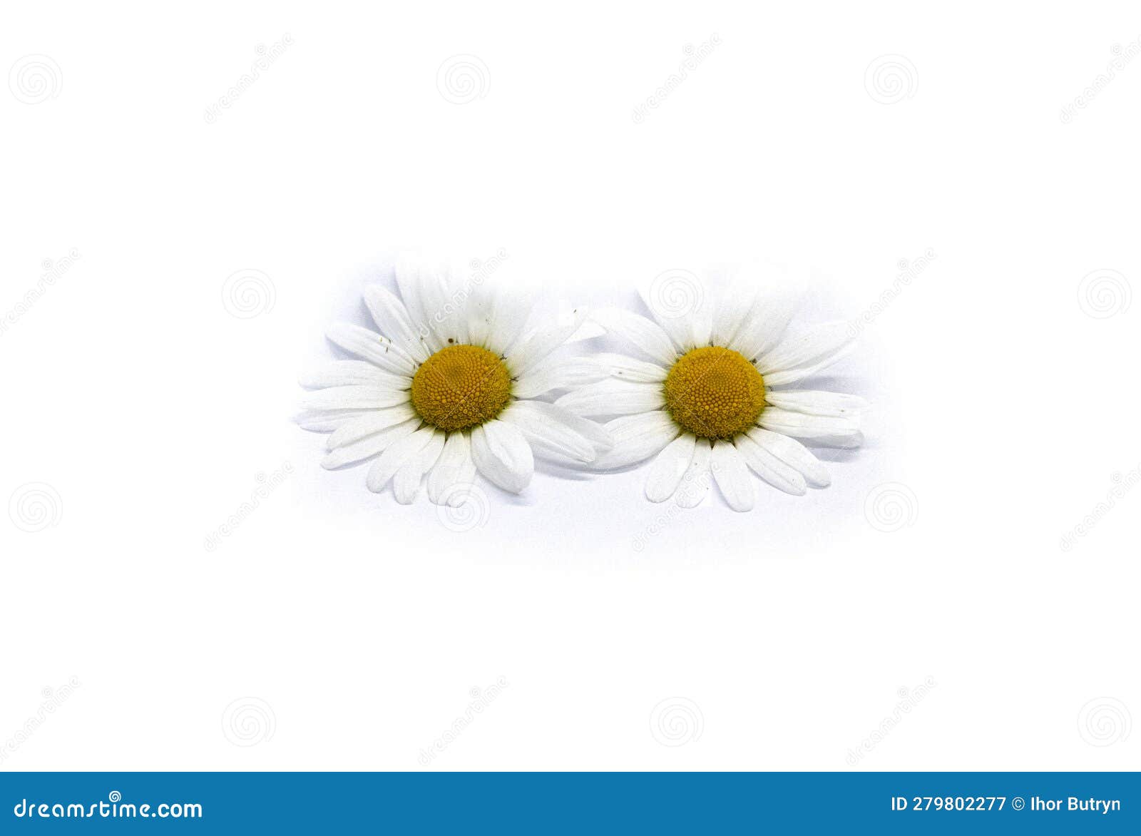 Chamomile Flower on a White Background. Stock Image - Image of floral ...