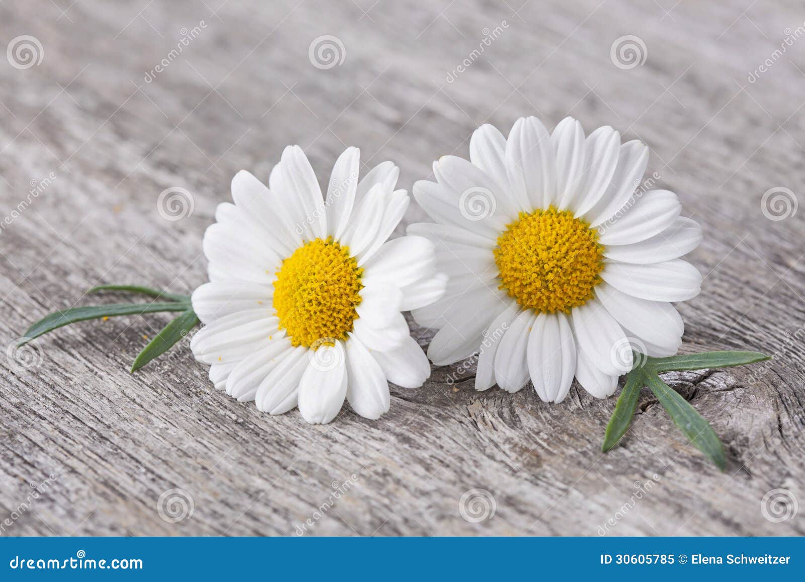 Chamomile flower stock image. Image of daisy, grey, color - 30605785