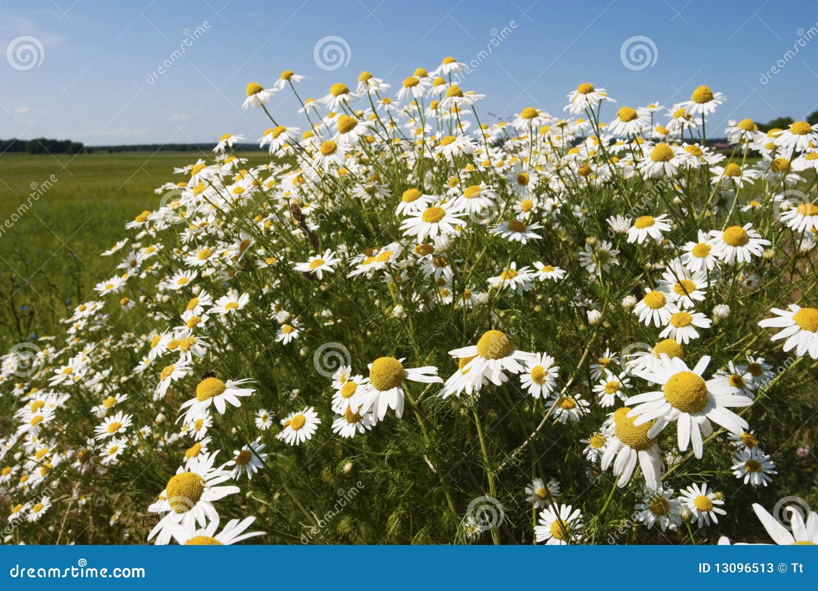Chamomile flowers stock image. Image of petal, beautiful - 13096513